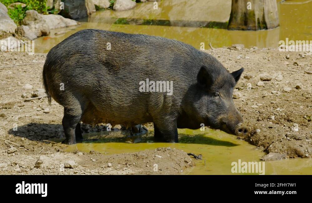 Pig mud pond Stock Videos & Footage - HD and 4K Video Clips - Alamy