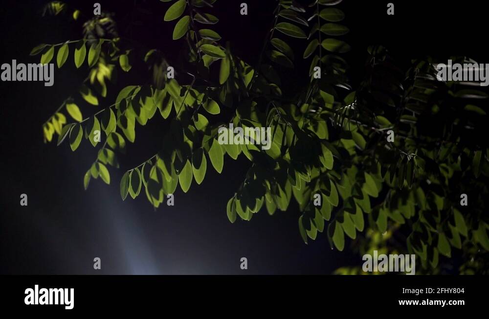 Trees and nature no one has outdoors leaves Stock Videos & Footage - HD ...