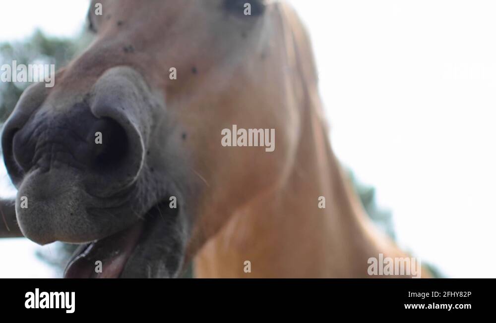 Horse yawning Stock Videos & Footage - HD and 4K Video Clips - Alamy