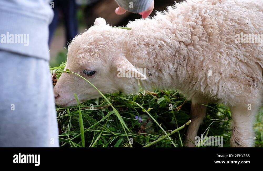 Grooming lamb sheep Stock Videos & Footage - HD and 4K Video Clips - Alamy