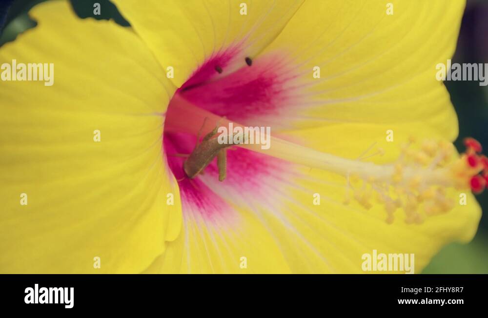 Inside a flower Stock Videos & Footage - HD and 4K Video Clips - Alamy