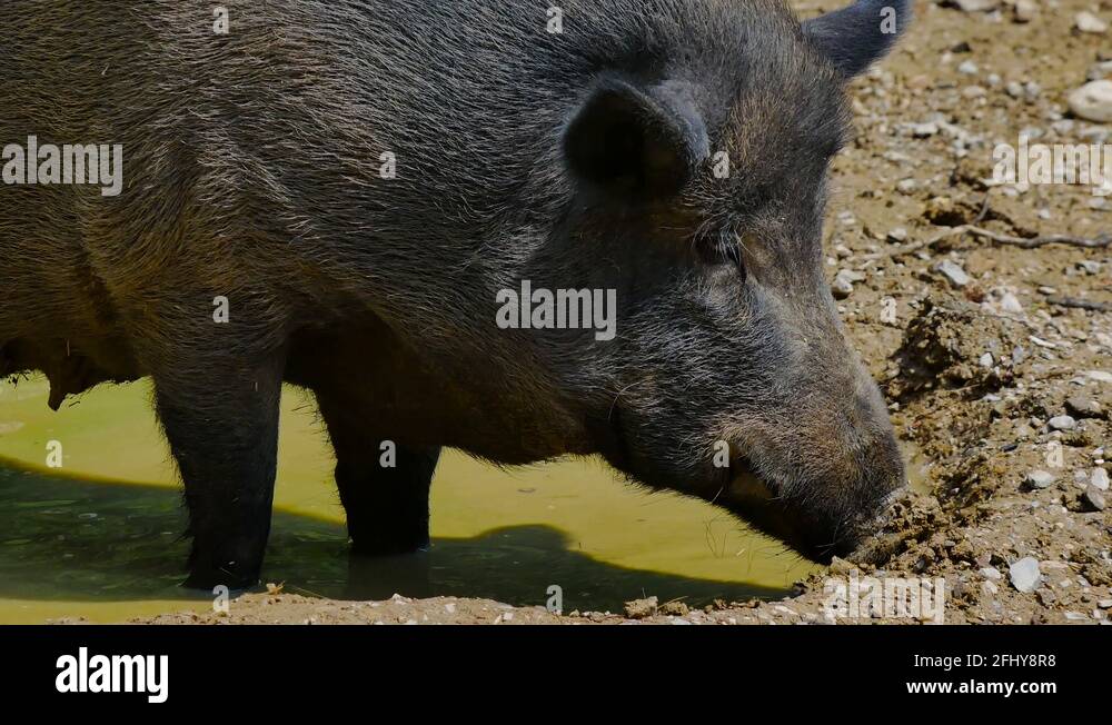 Pig laying mud Stock Videos & Footage - HD and 4K Video Clips - Alamy