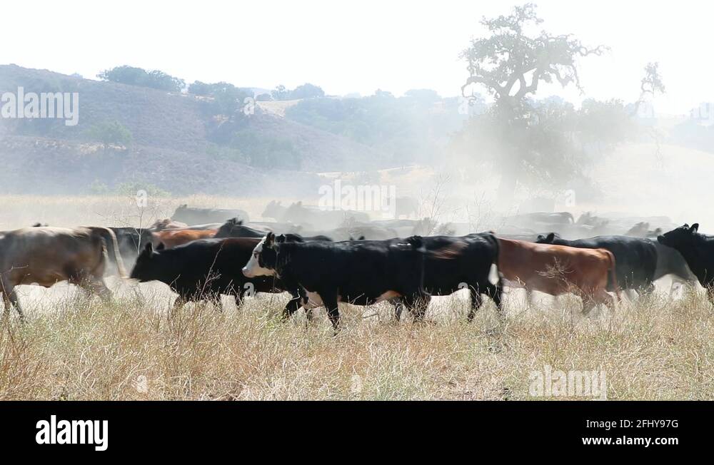 Herd of black Angus cattle running across the screen causing dust to ...