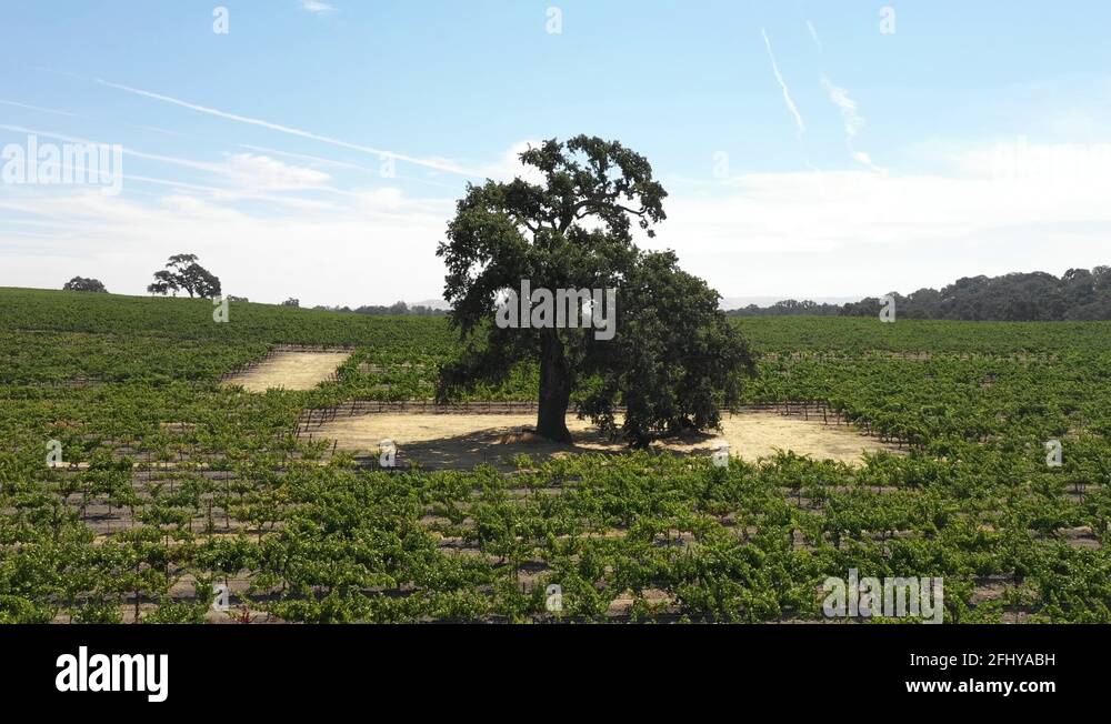 Oak tree tree Stock Videos & Footage - HD and 4K Video Clips - Alamy