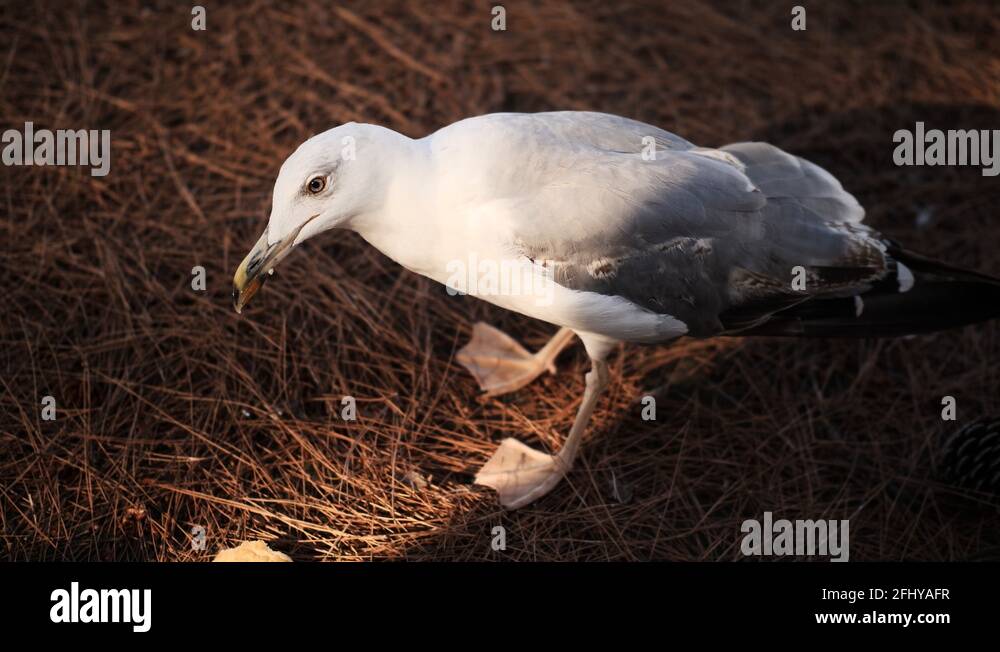 Seagull with bread Stock Videos & Footage - HD and 4K Video Clips - Alamy