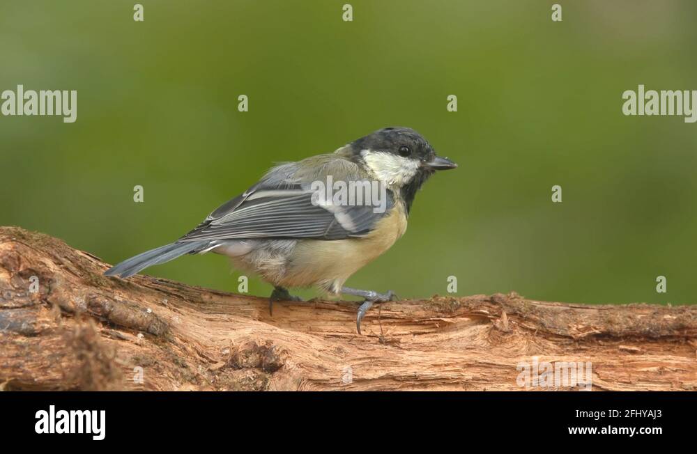 Great Tit Bird Animal On Ground Feeding Lift Head Watching Side View great-tit-bird-animal-on-ground-feeding-lift-head-watching-side-view