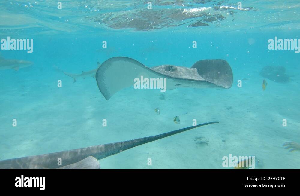UNDERWATER: Girl dives behind friendly stingray swimming in front of ...