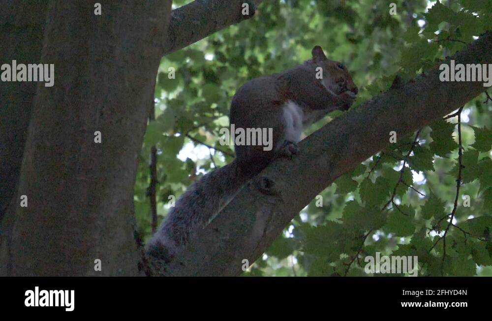 Living in tree Stock Videos & Footage - HD and 4K Video Clips - Alamy