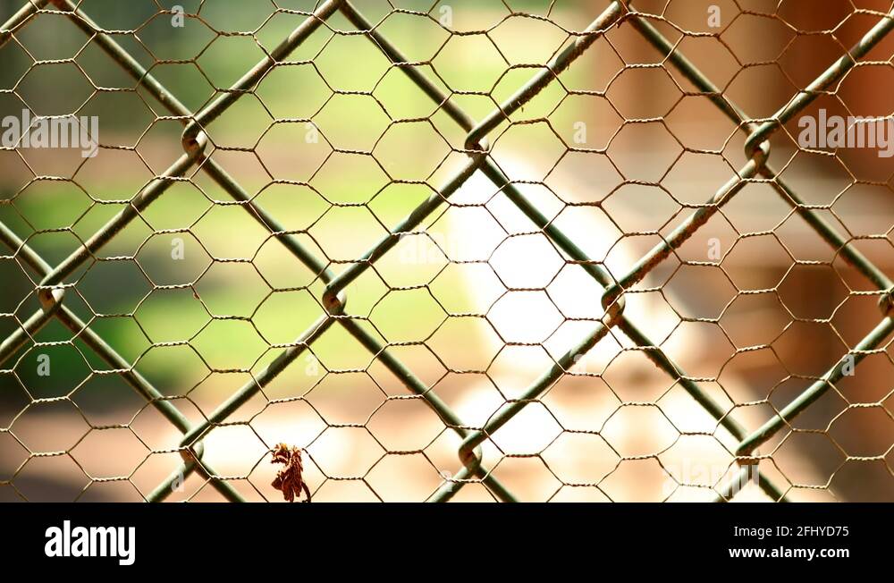 Root cage Stock Videos & Footage - HD and 4K Video Clips - Alamy