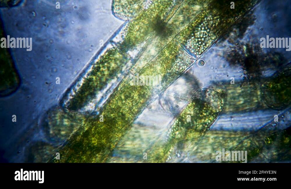 Algae life filmed under a microscope super macro Stock Video Footage ...