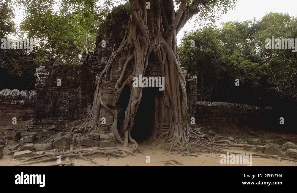 Roots through gate Stock Videos & Footage - HD and 4K Video Clips - Alamy