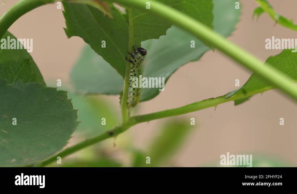 Larvae eating leaf Stock Videos & Footage - HD and 4K Video Clips - Alamy