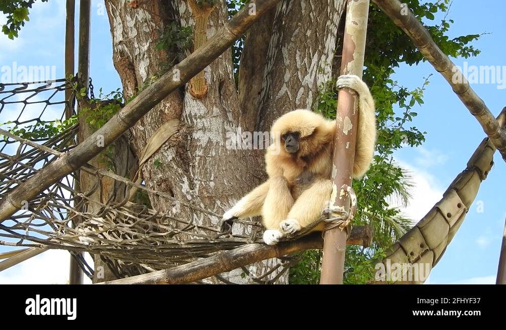 Monkey gibbon Stock Videos & Footage - HD and 4K Video Clips - Alamy