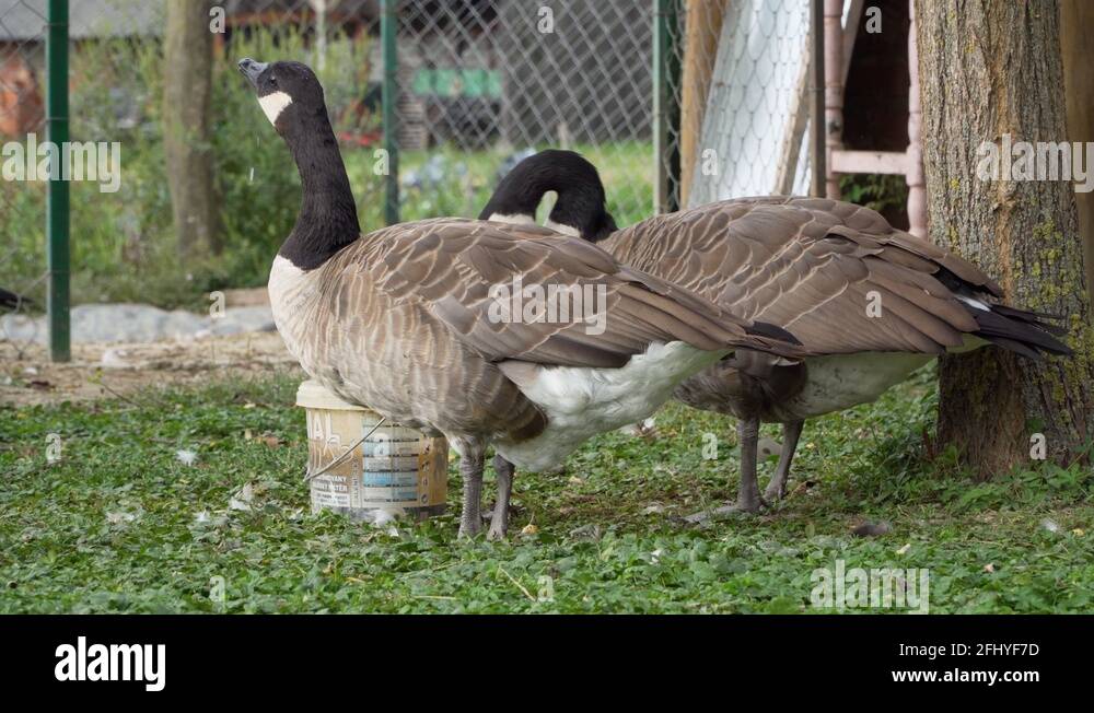 Goose drinking water Stock Videos & Footage - HD and 4K Video Clips - Alamy