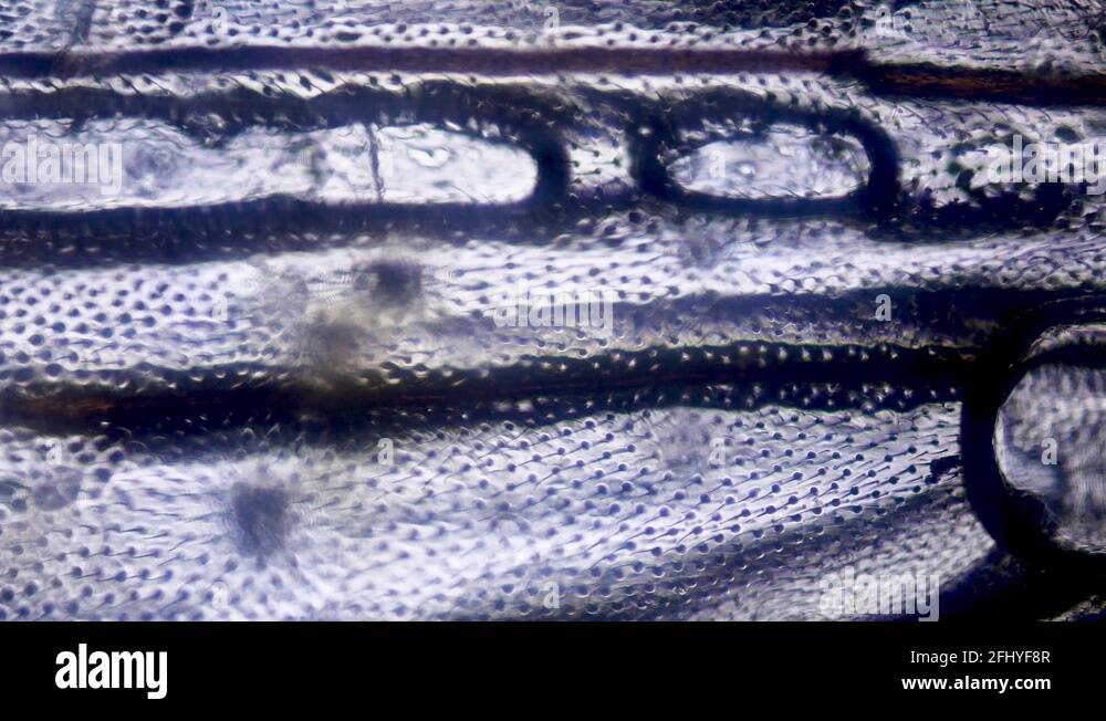 Fly wing Stock Videos & Footage - HD and 4K Video Clips - Alamy