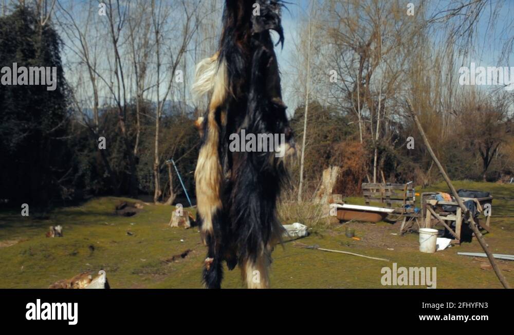 Goat skin Stock Videos & Footage - HD and 4K Video Clips - Alamy