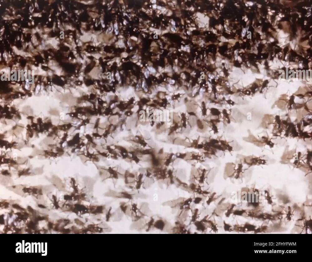 Increase population Stock Videos & Footage - HD and 4K Video Clips - Alamy