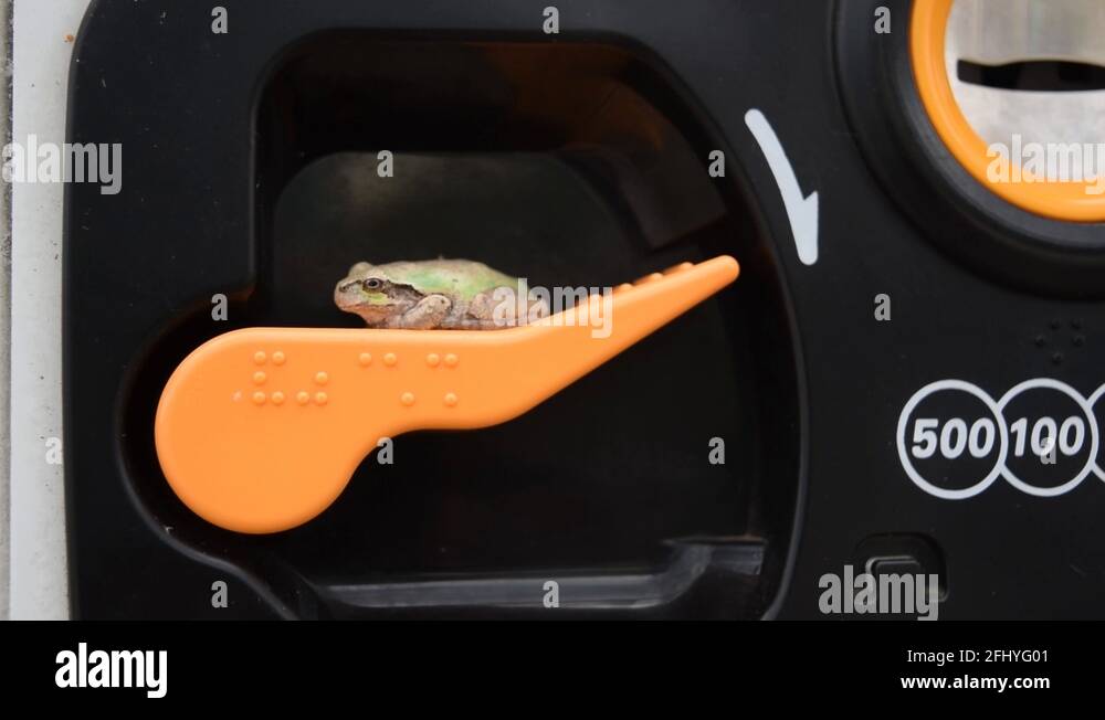 A frog Stock Videos & Footage - HD and 4K Video Clips - Alamy