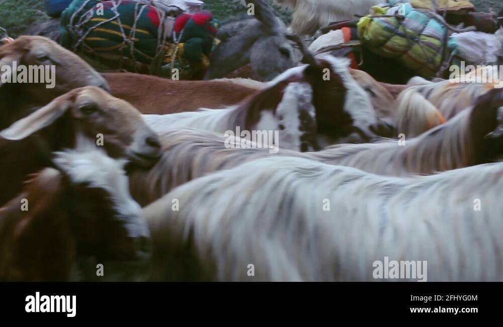 Kangal shepherd Stock Videos & Footage - HD and 4K Video Clips - Alamy