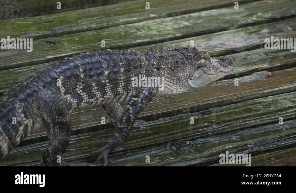 Gatorland zoo alligator Stock Videos & Footage - HD and 4K Video Clips ...