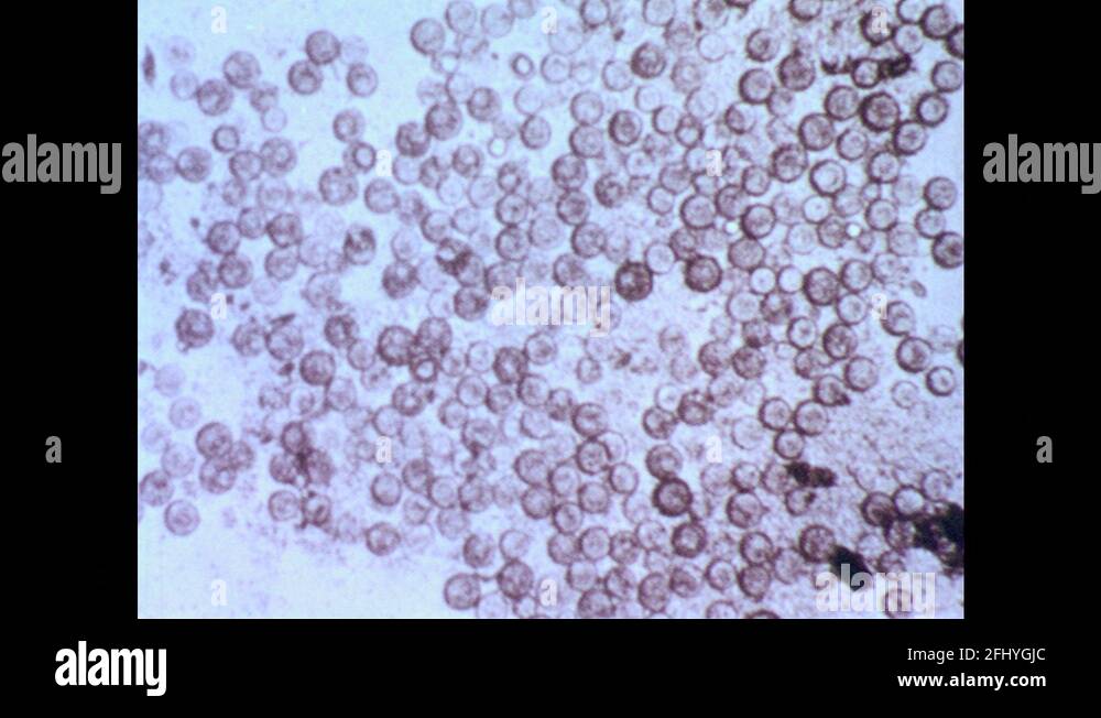 1960s: Single-celled organisms form cysts. Single-celled organisms ...