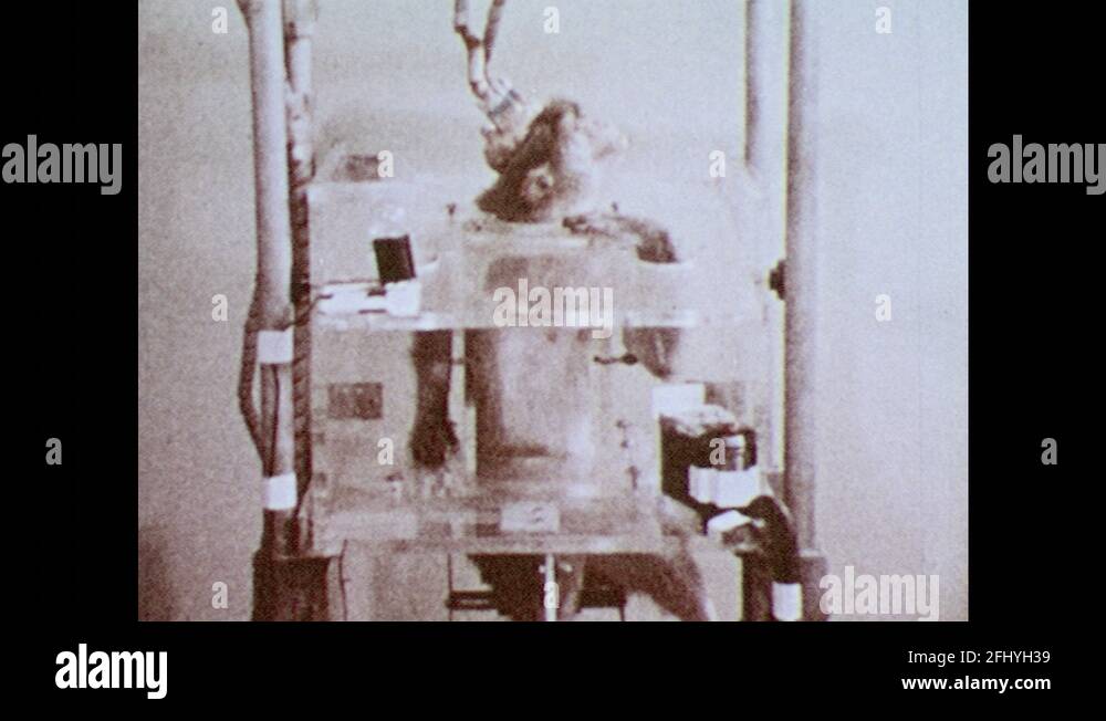 Monkey animal testing Stock Videos & Footage - HD and 4K Video Clips ...