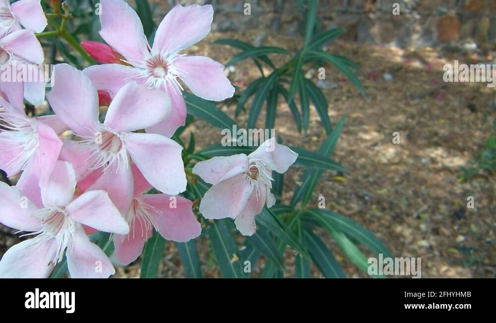 Oleander nerium oleander nerium indicum Stock Videos & Footage - HD and ...