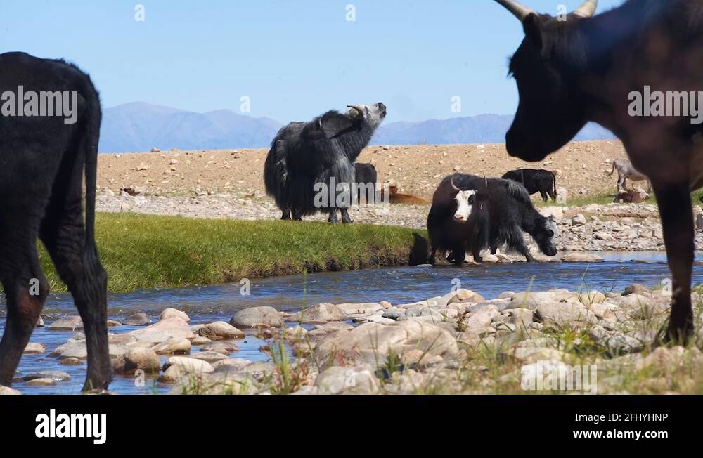 Yak yak is drinking water Stock Videos & Footage - HD and 4K Video ...