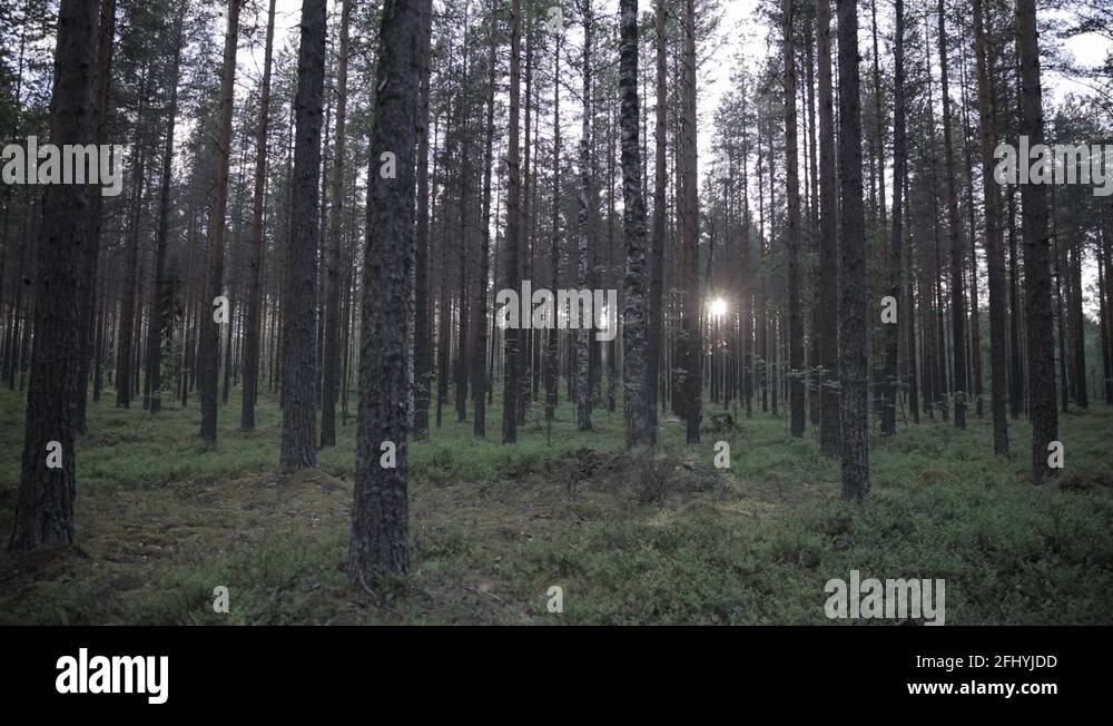 Sneaking through a forest Stock Videos & Footage - HD and 4K Video ...