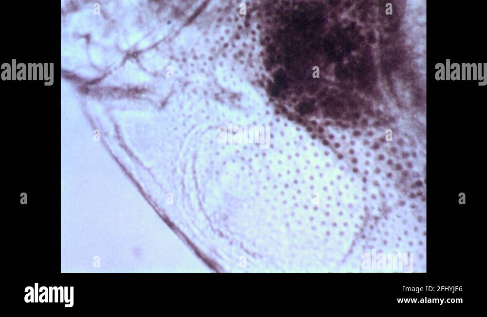 1960s: Internal cells of rotifer pulse and wiggle. Cilia on rotifer ...
