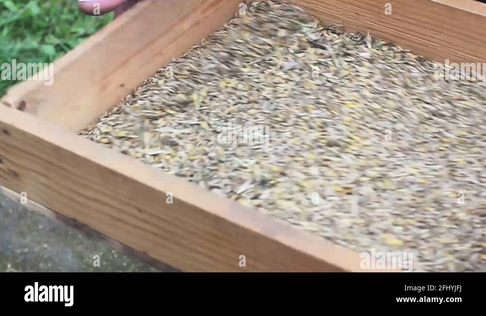 drying and sowing grain of wheat. harvesting on the farm Stock Video ...