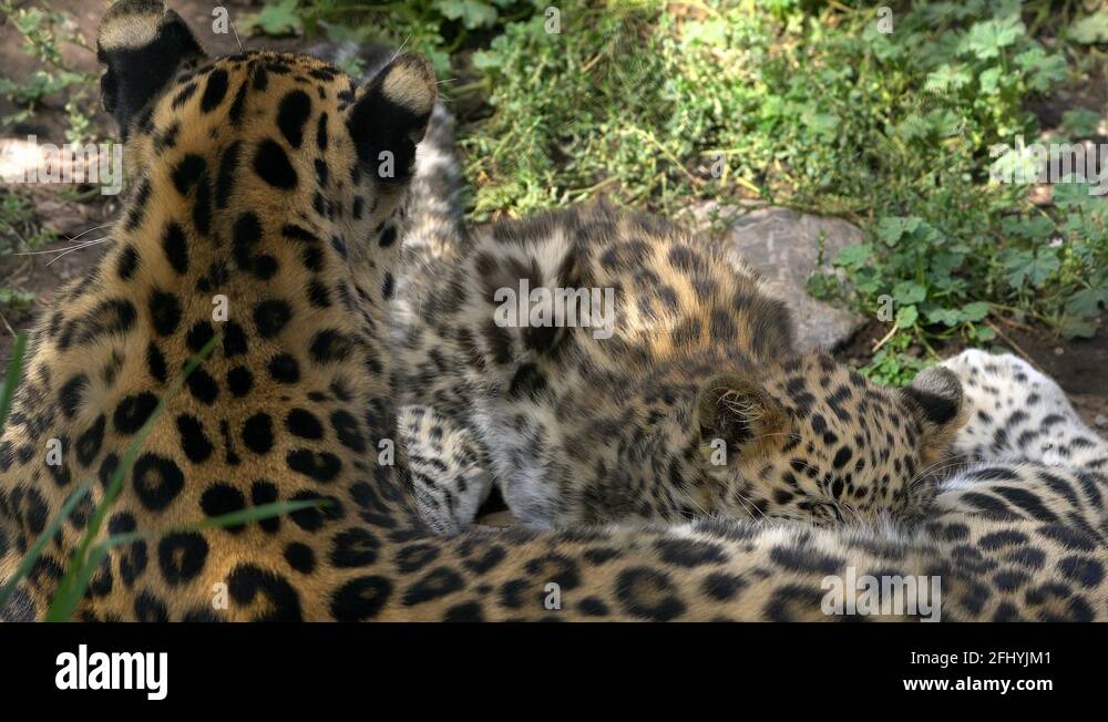Leopard cub feeding Stock Videos & Footage - HD and 4K Video Clips - Alamy