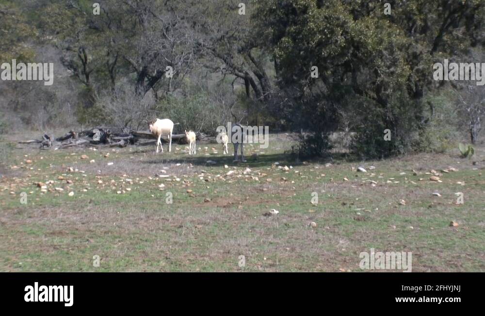 Antelope bull Stock Videos & Footage - HD and 4K Video Clips - Alamy