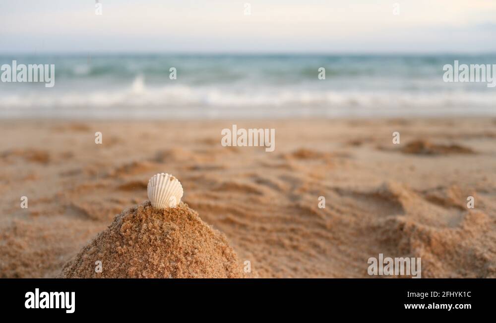 Shiny sea shell Stock Videos & Footage - HD and 4K Video Clips - Alamy