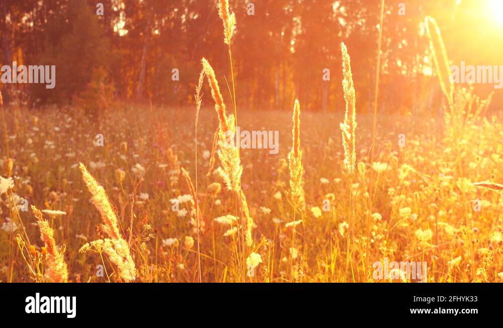 Magical sunlight Stock Videos & Footage - HD and 4K Video Clips - Alamy