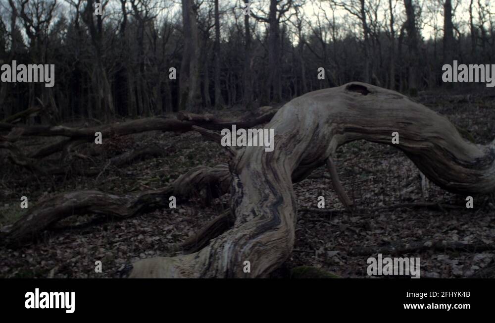 Unusual trunk Stock Videos & Footage - HD and 4K Video Clips - Alamy