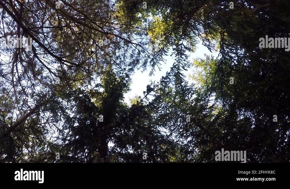 Rotating snakes Stock Videos & Footage - HD and 4K Video Clips - Alamy