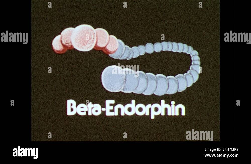 1980s: Animation of brain chemical beta-endorphin. Drawing of pituitary ...