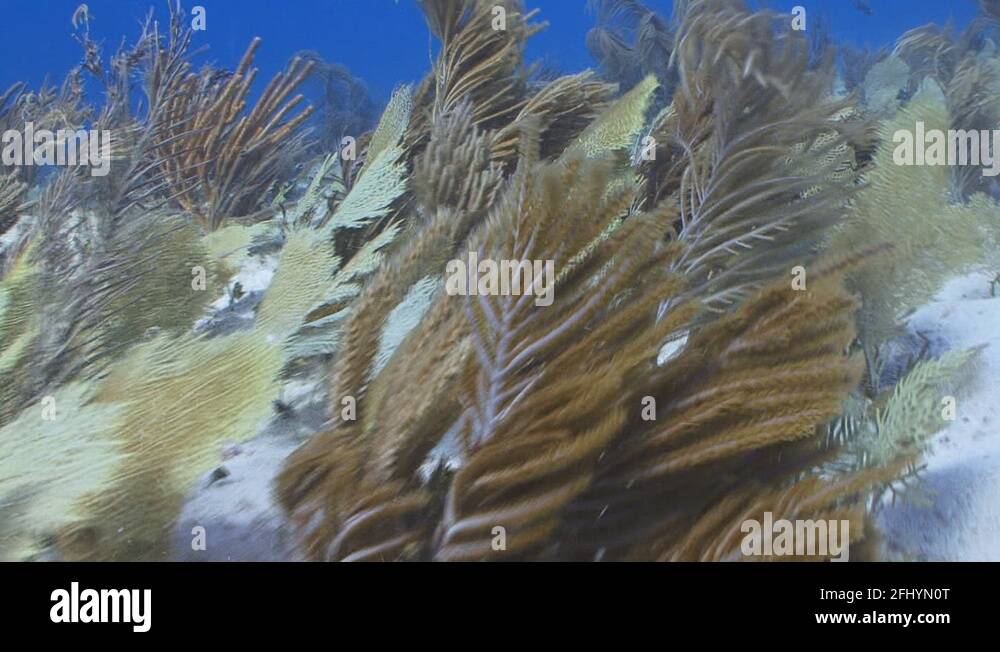 Caribbean current Stock Videos & Footage - HD and 4K Video Clips - Alamy