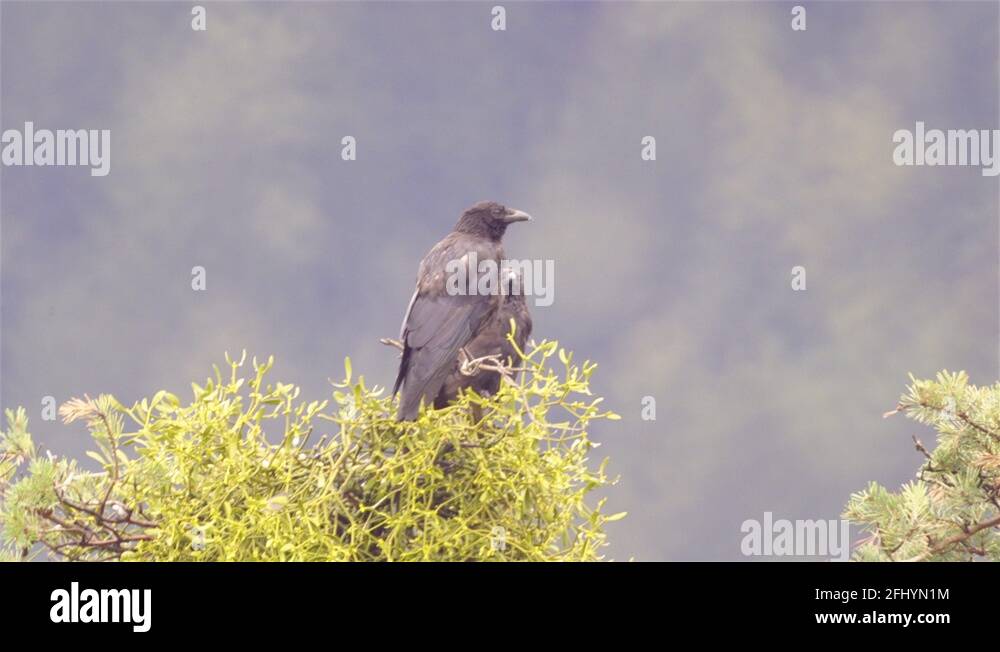 Raven tree Stock Videos & Footage - HD and 4K Video Clips - Alamy