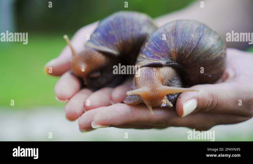 Two giant snails in human hands. Domestic shellfish with healing mucus ...