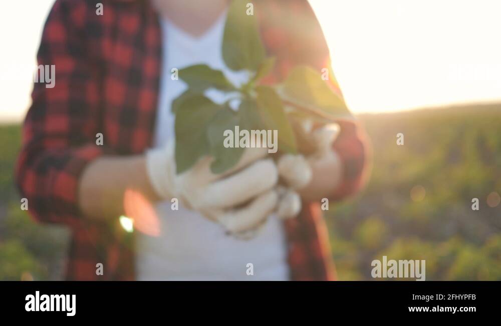 Green fertile land Stock Videos & Footage - HD and 4K Video Clips - Alamy