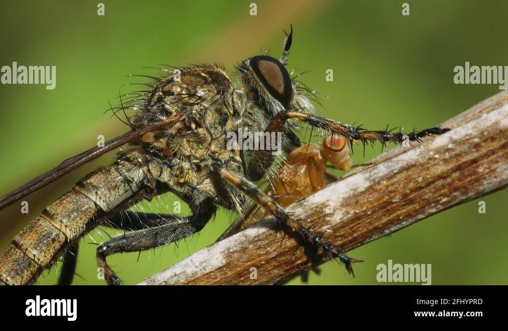Predatory diptera Stock Videos & Footage - HD and 4K Video Clips - Alamy