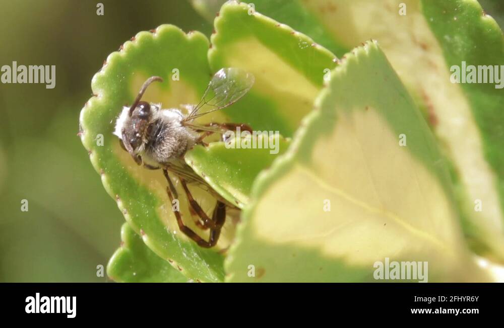 Spider eating bee Stock Videos & Footage - HD and 4K Video Clips - Alamy