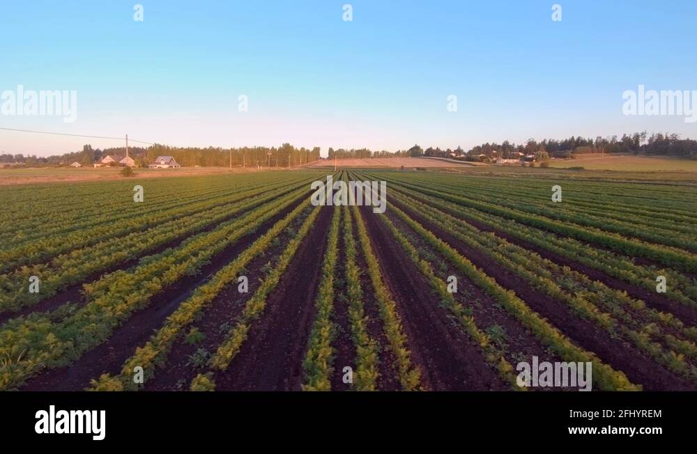 Farm crops field rows clouds Stock Videos & Footage - HD and 4K Video ...
