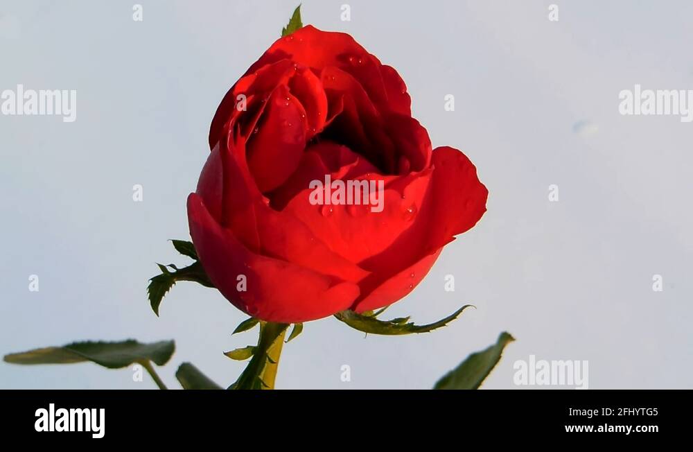 Rose waving Stock Videos & Footage - HD and 4K Video Clips - Alamy