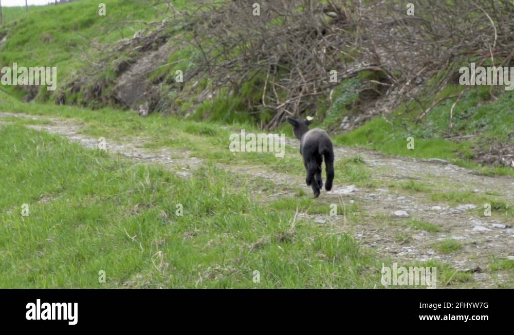 Suffolk black and white Stock Videos & Footage - HD and 4K Video Clips ...