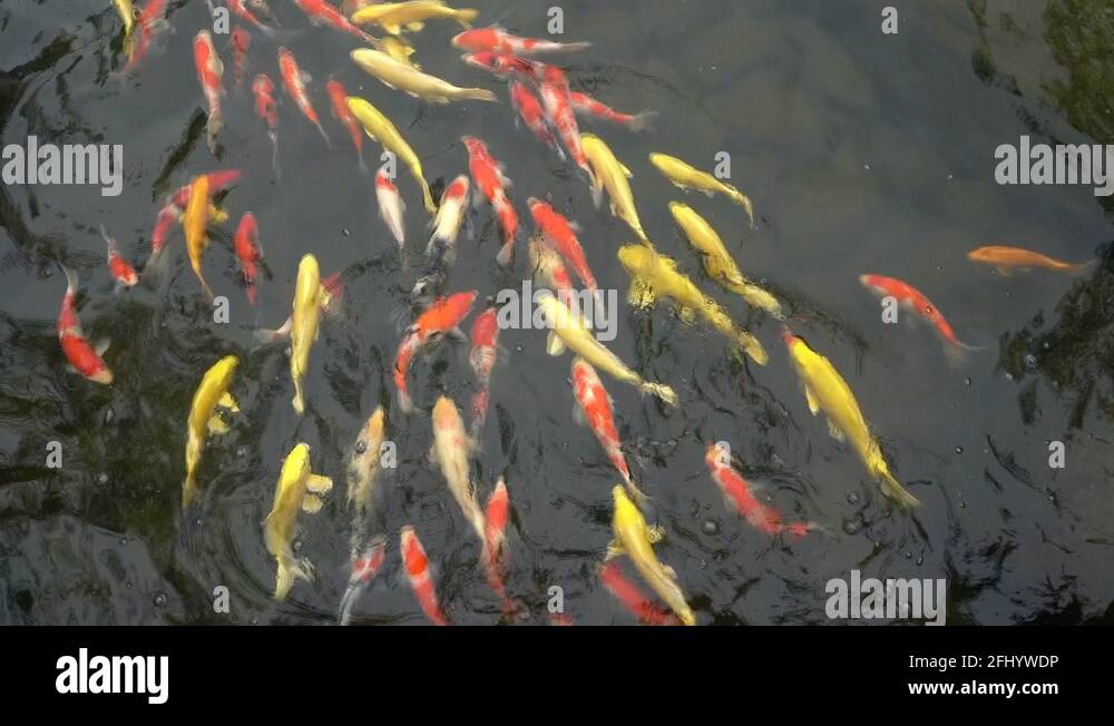 Koi cyprinus carpio Stock Videos & Footage - HD and 4K Video Clips - Alamy