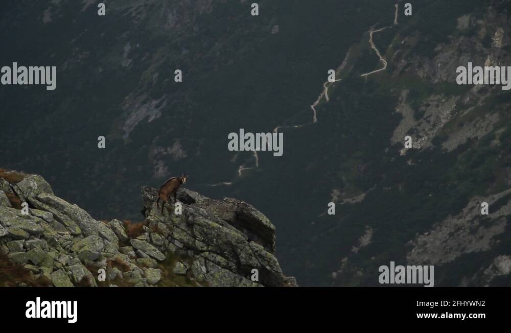 Tatra wildlife Stock Videos & Footage - HD and 4K Video Clips - Alamy