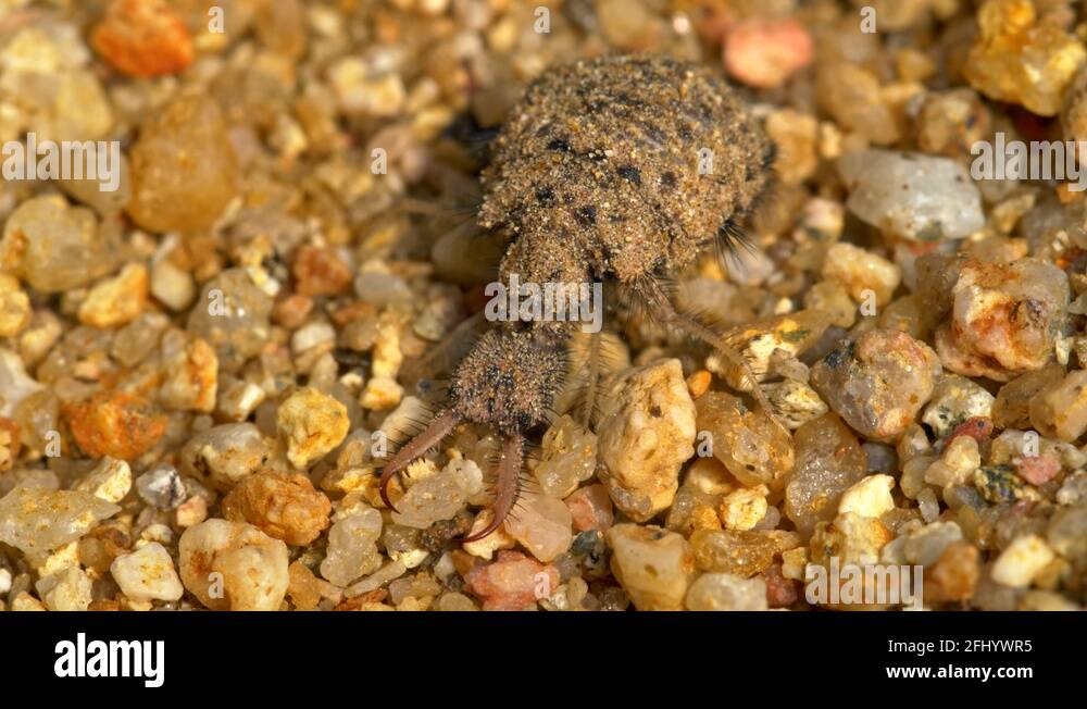 Venomous larva Stock Videos & Footage - HD and 4K Video Clips - Alamy